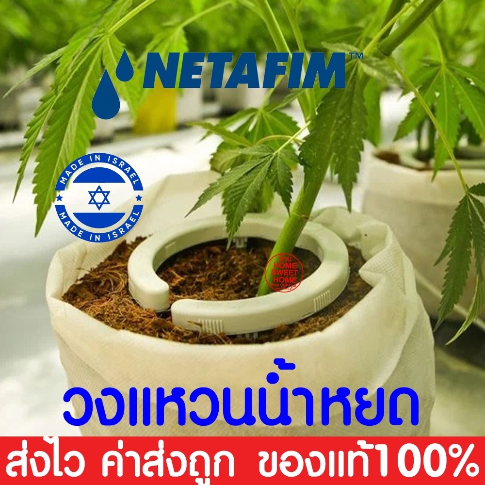♀卐 xโค้ดส่งฟรีx วงแหวนน้ำหยด Netbow Netafim เนต้าฟิม วงแหวนรดน้ำ น้ำหยด หัวน้ำหยด PCJ เร่งราก ...